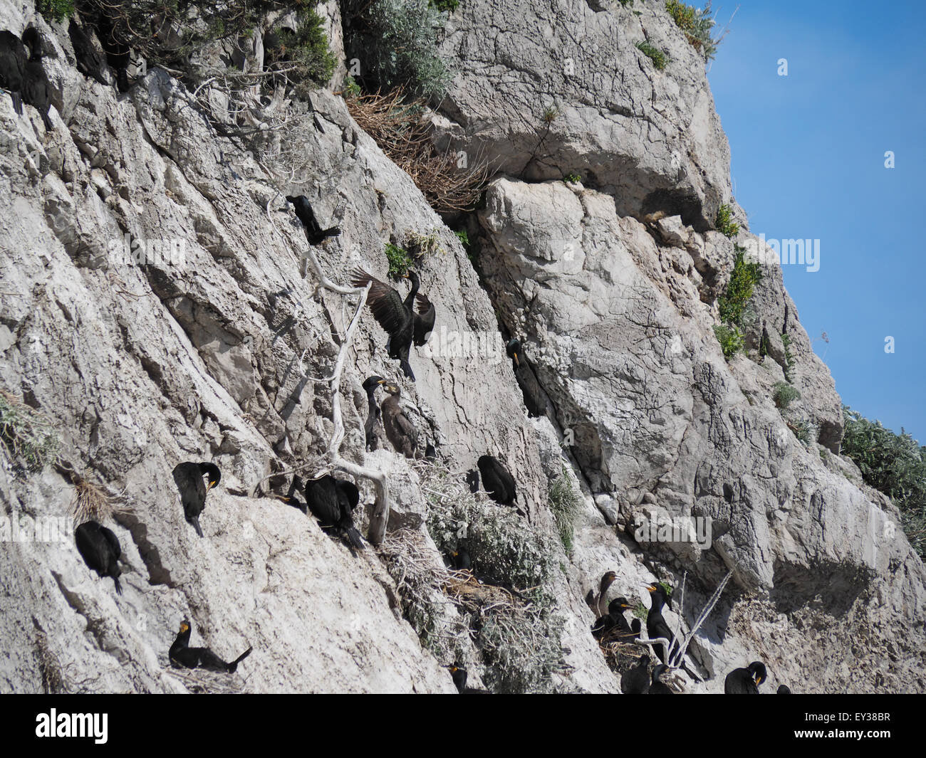 Cormorant colony on rocks hi-res stock photography and images - Alamy