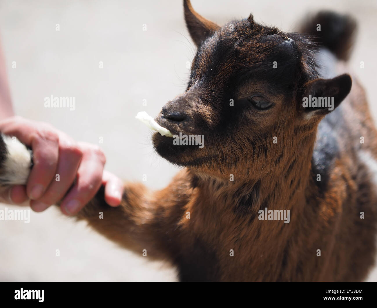 goat at the zoo Stock Photo - Alamy