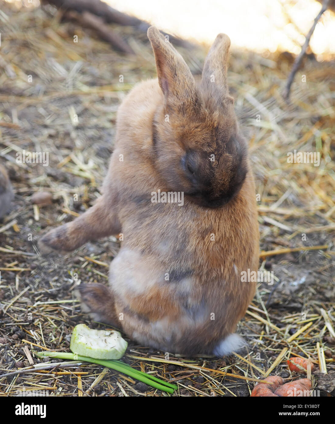 Greek rabbit hi-res stock photography and images - Alamy