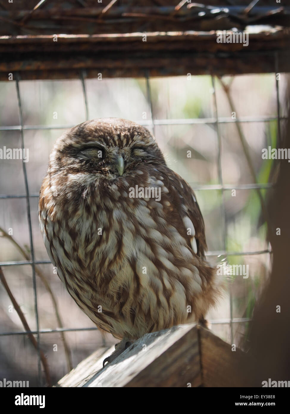 Owl at the zoo Stock Photo - Alamy
