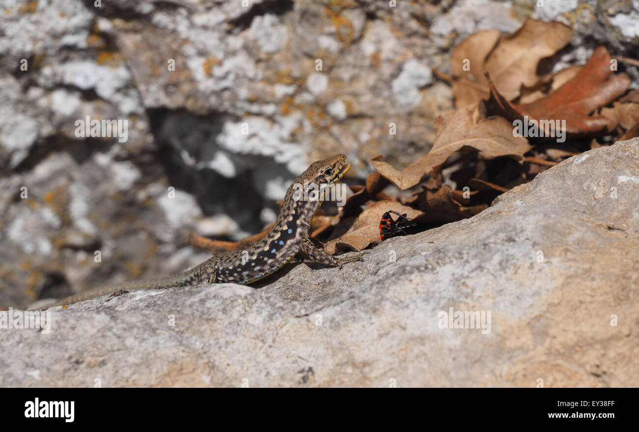 Crimean rock lizard Stock Photo - Alamy
