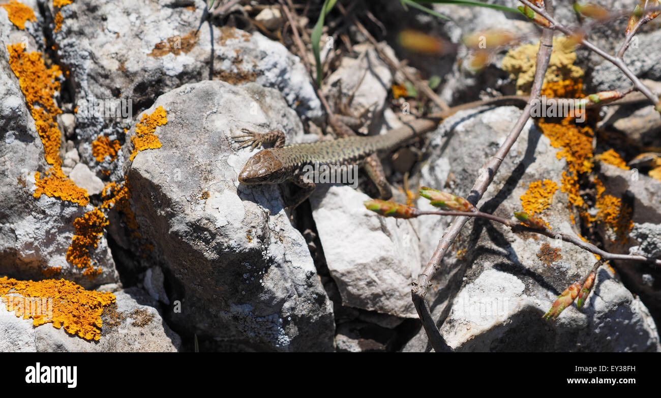 Crimean rock lizard Stock Photo - Alamy