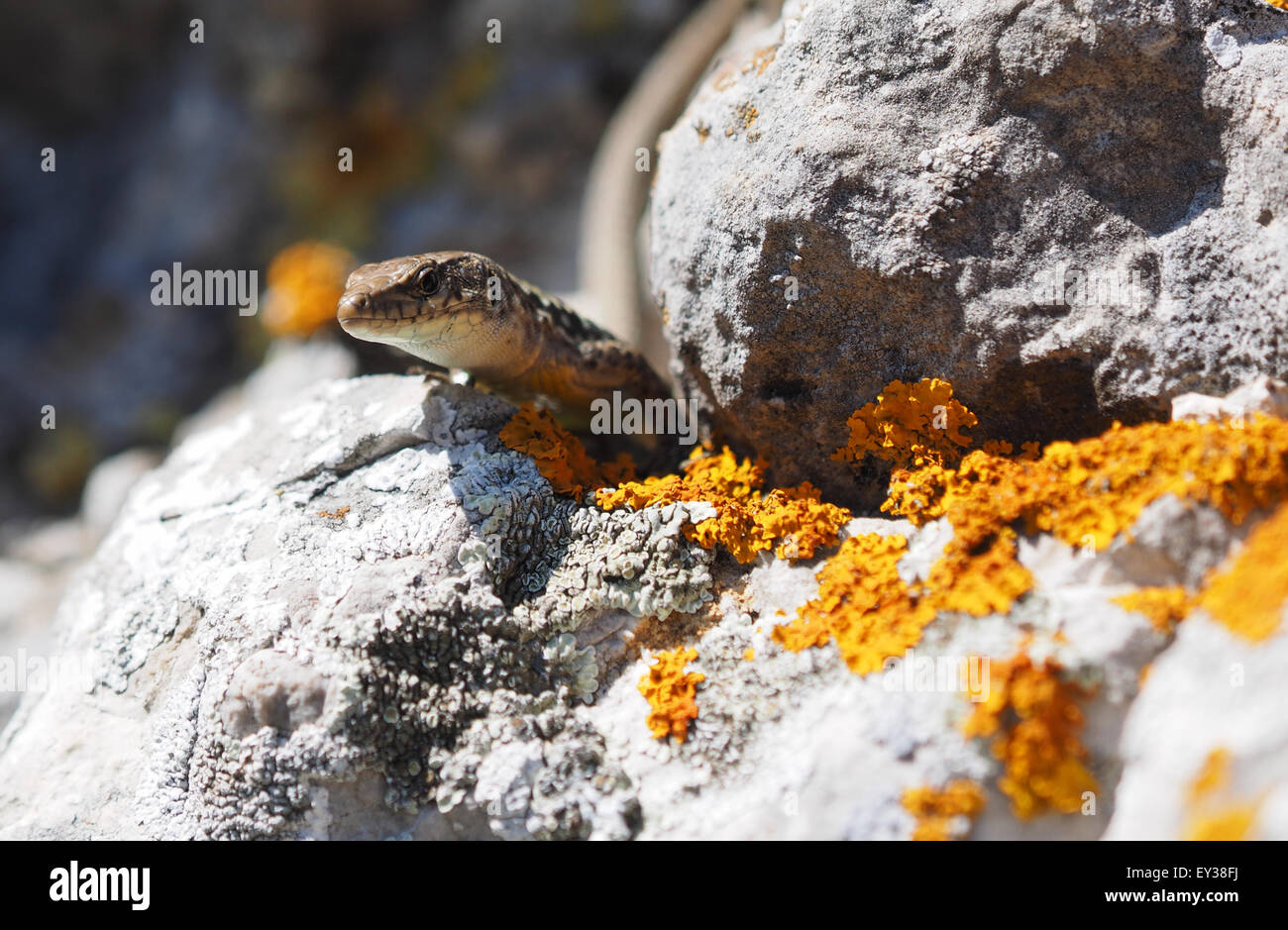 Crimean species hi-res stock photography and images - Alamy