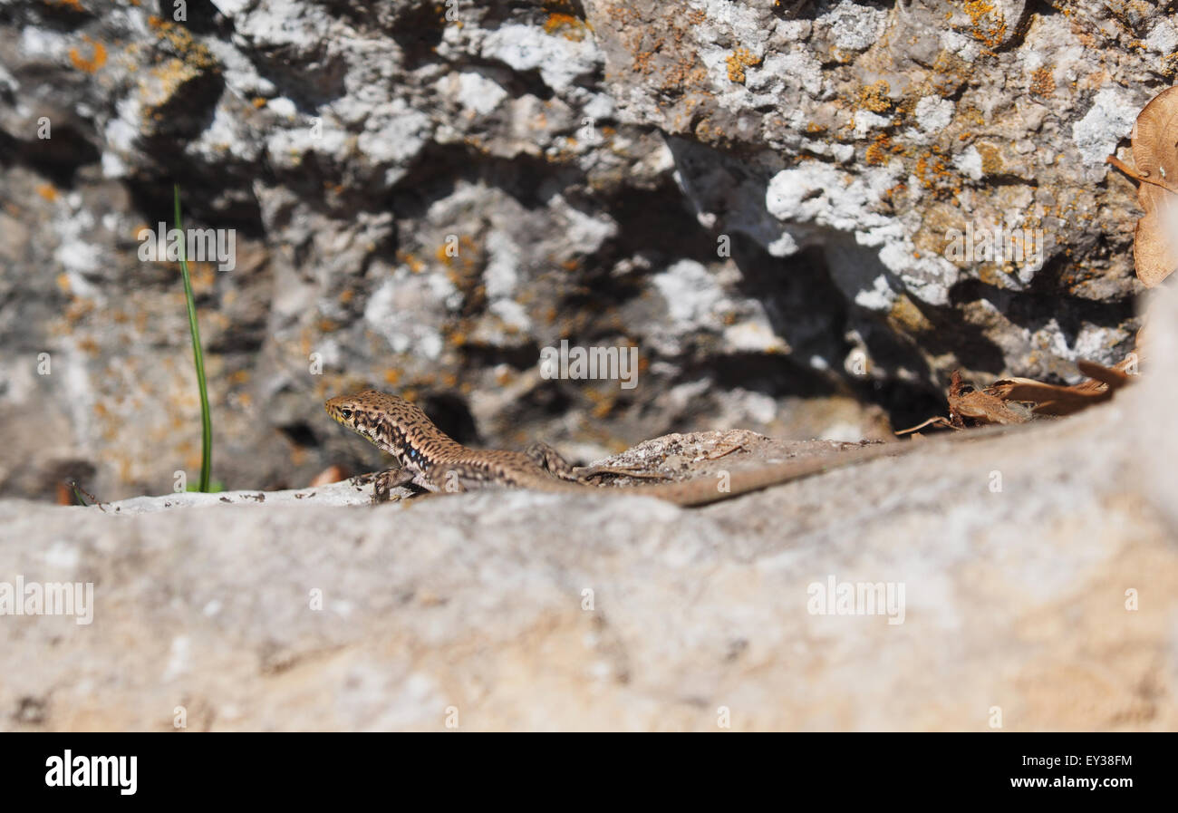 Crimean rock lizard Stock Photo - Alamy