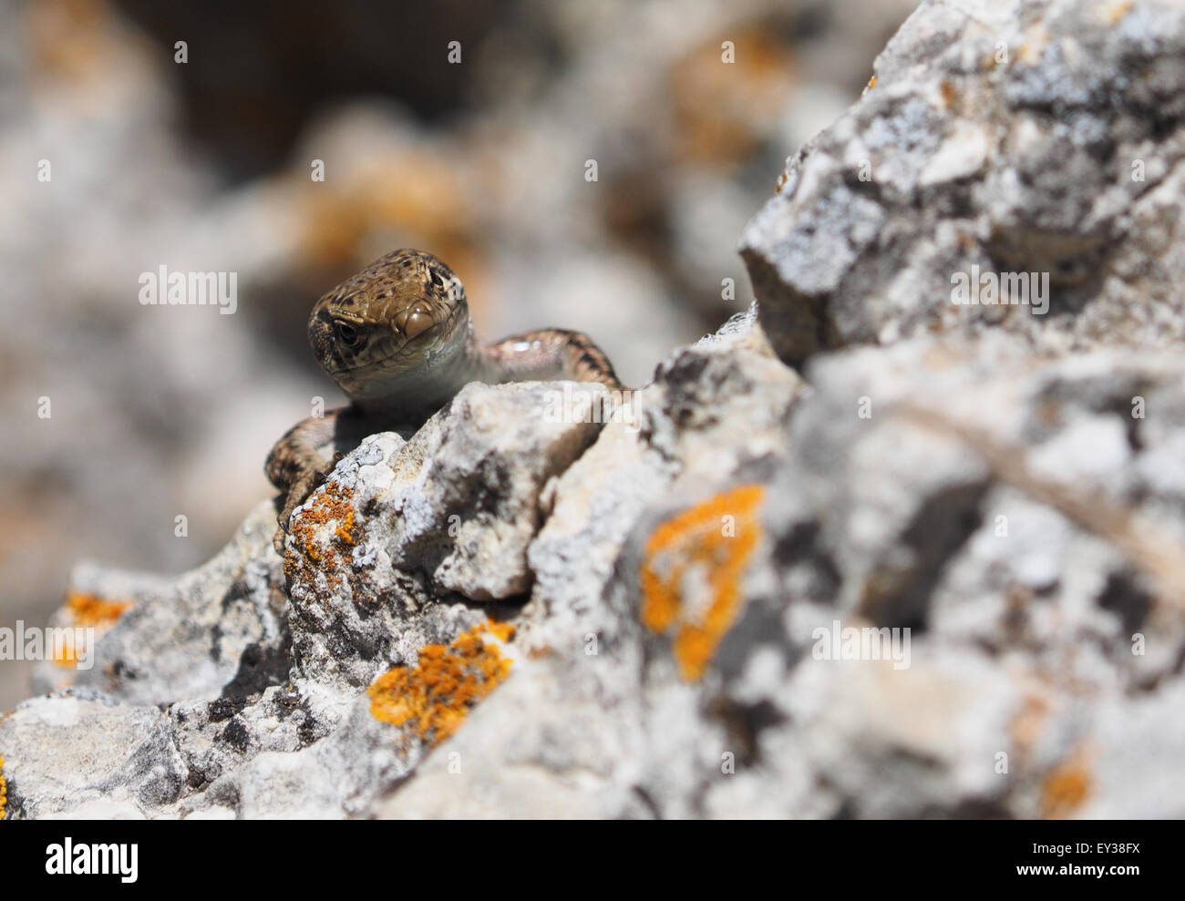 Crimean rock lizard Stock Photo - Alamy