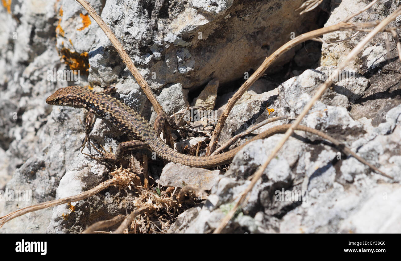 Crimean rock lizard Stock Photo - Alamy