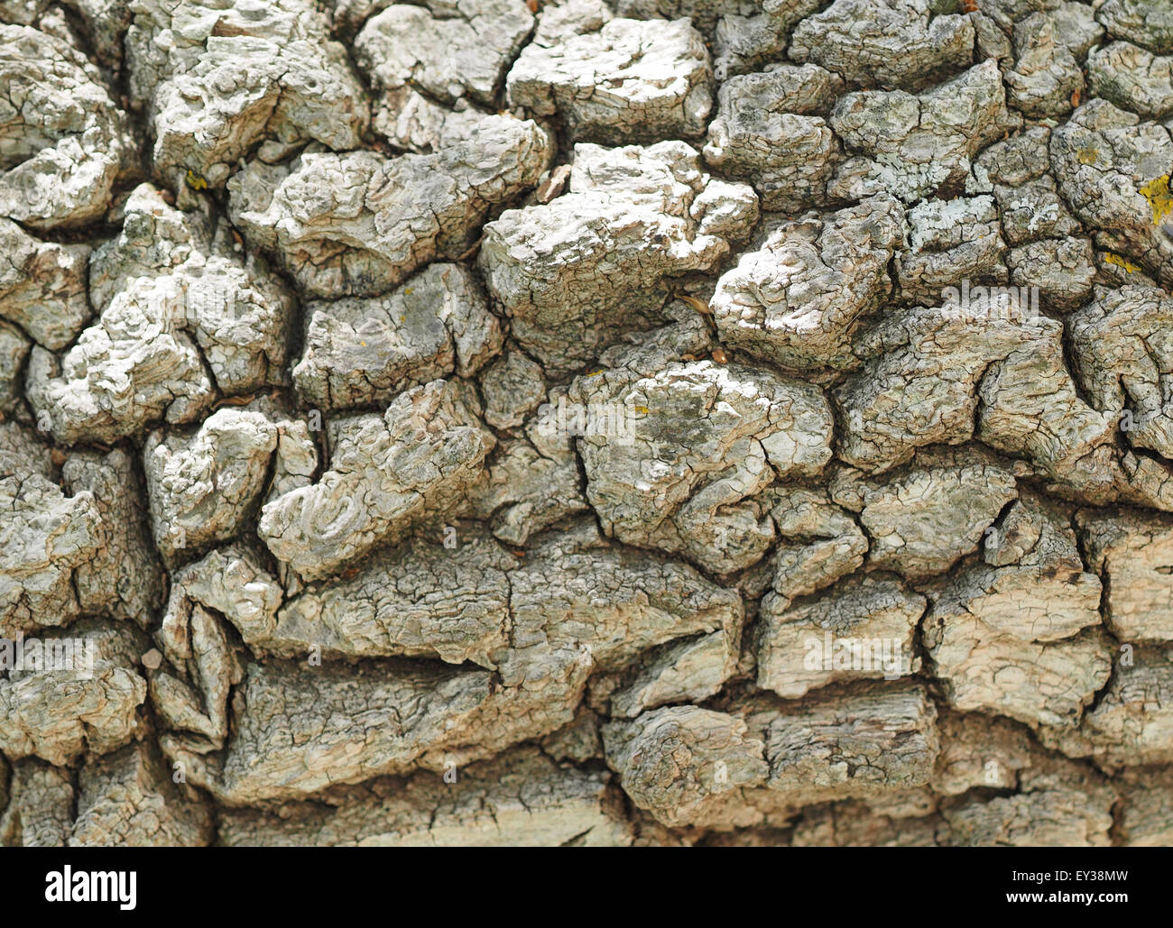 tree bark. background Stock Photo - Alamy
