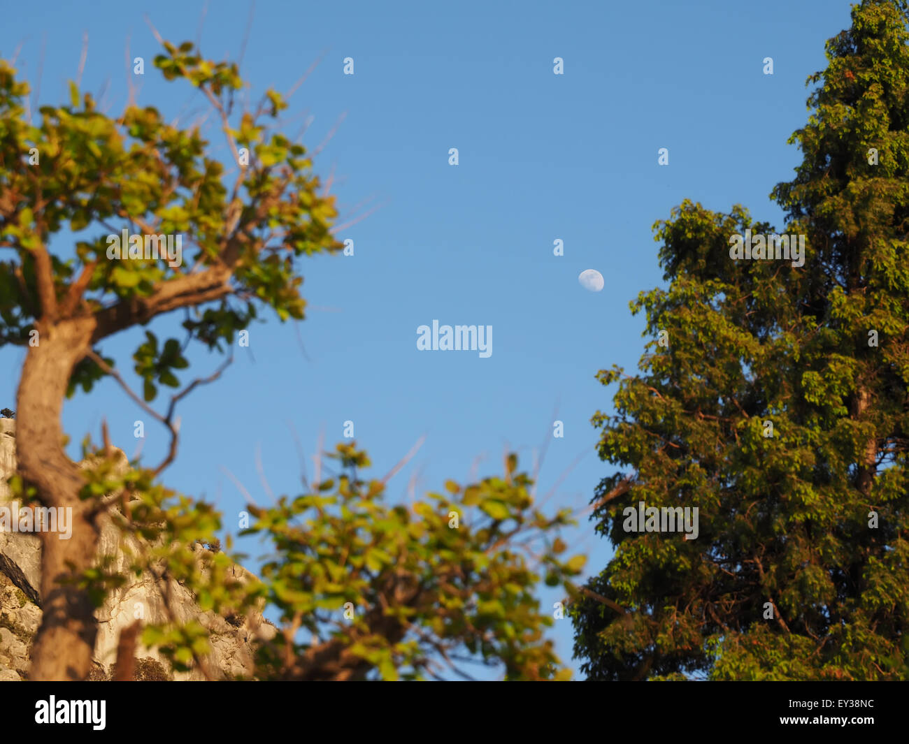 Moon and trees Stock Photo - Alamy