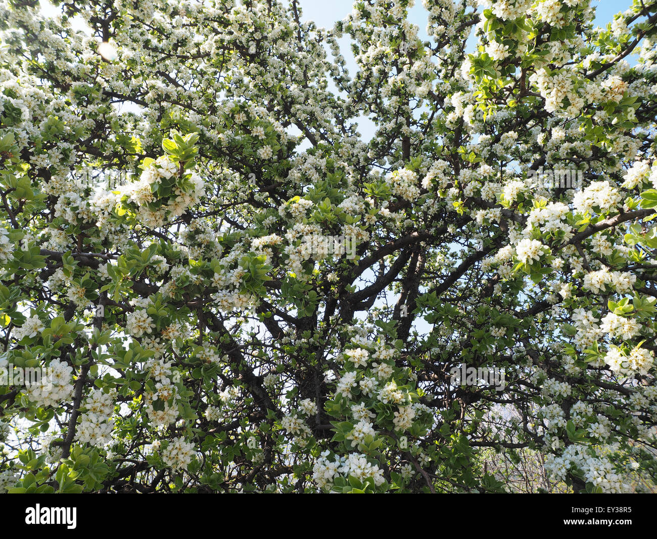 blooming apple tree Stock Photo - Alamy