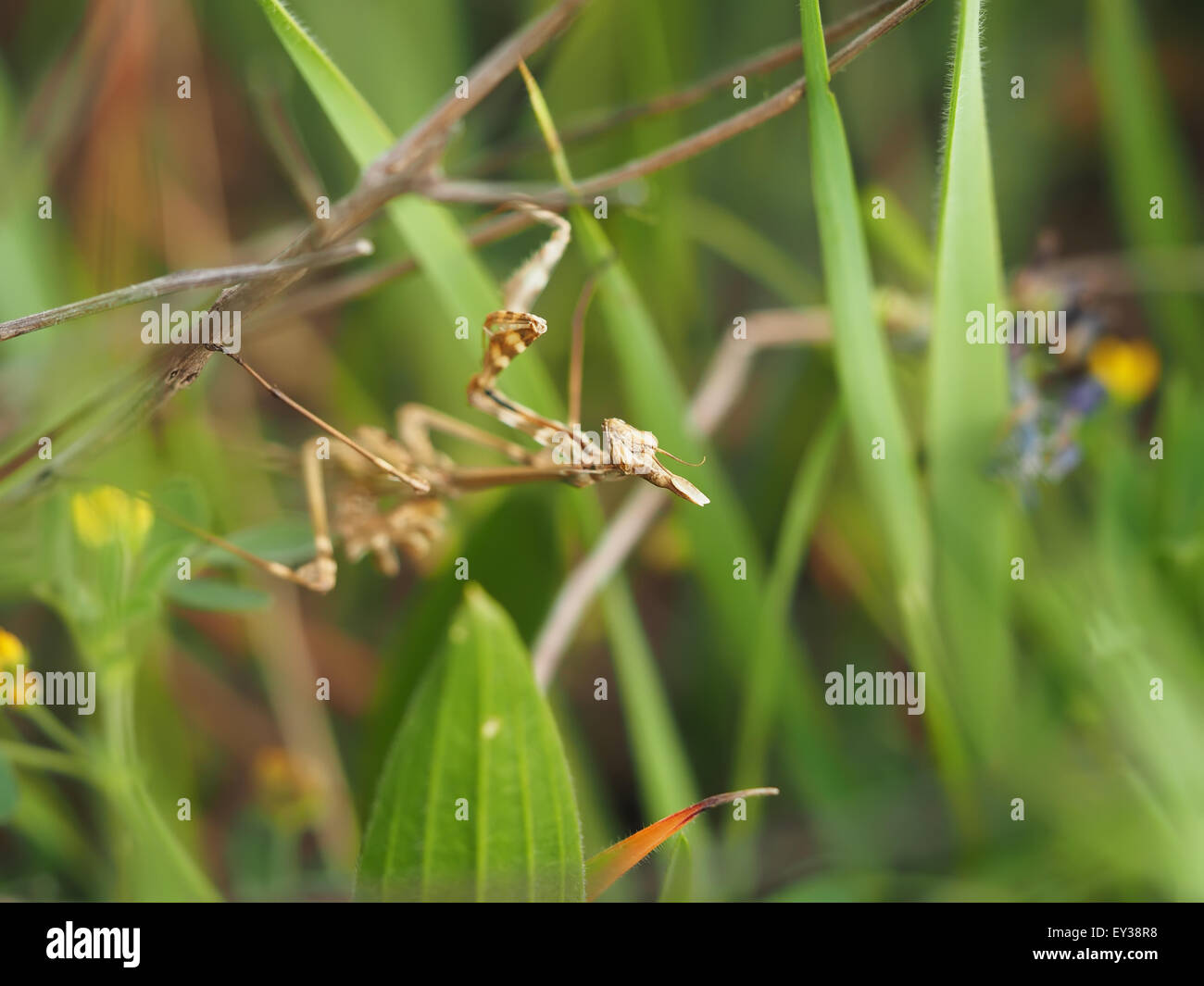 mantis in the grass Stock Photo - Alamy
