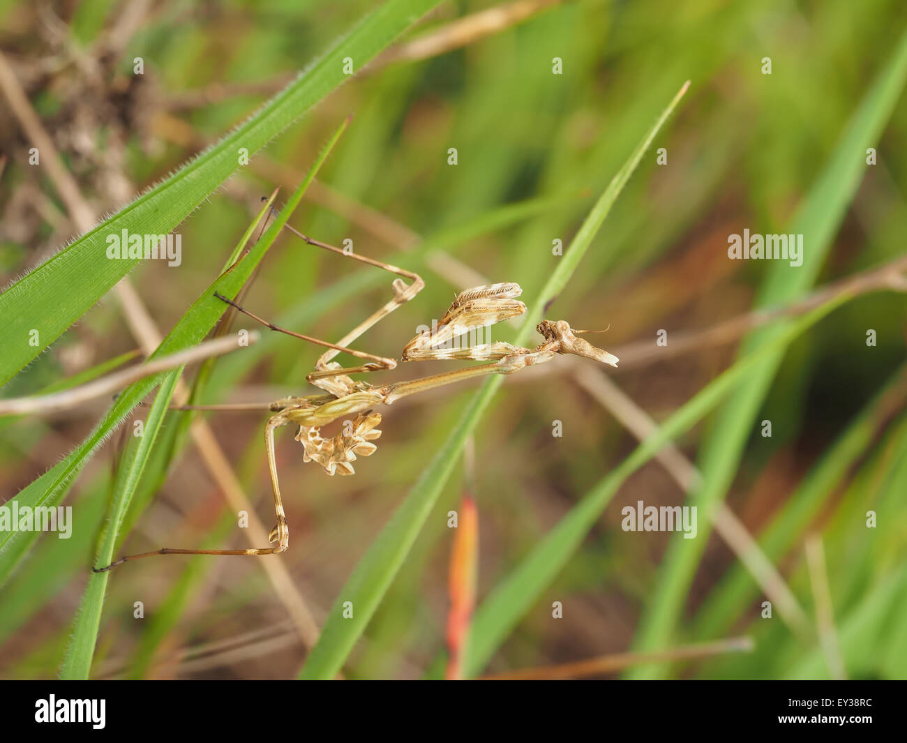 mantis in the grass Stock Photo - Alamy