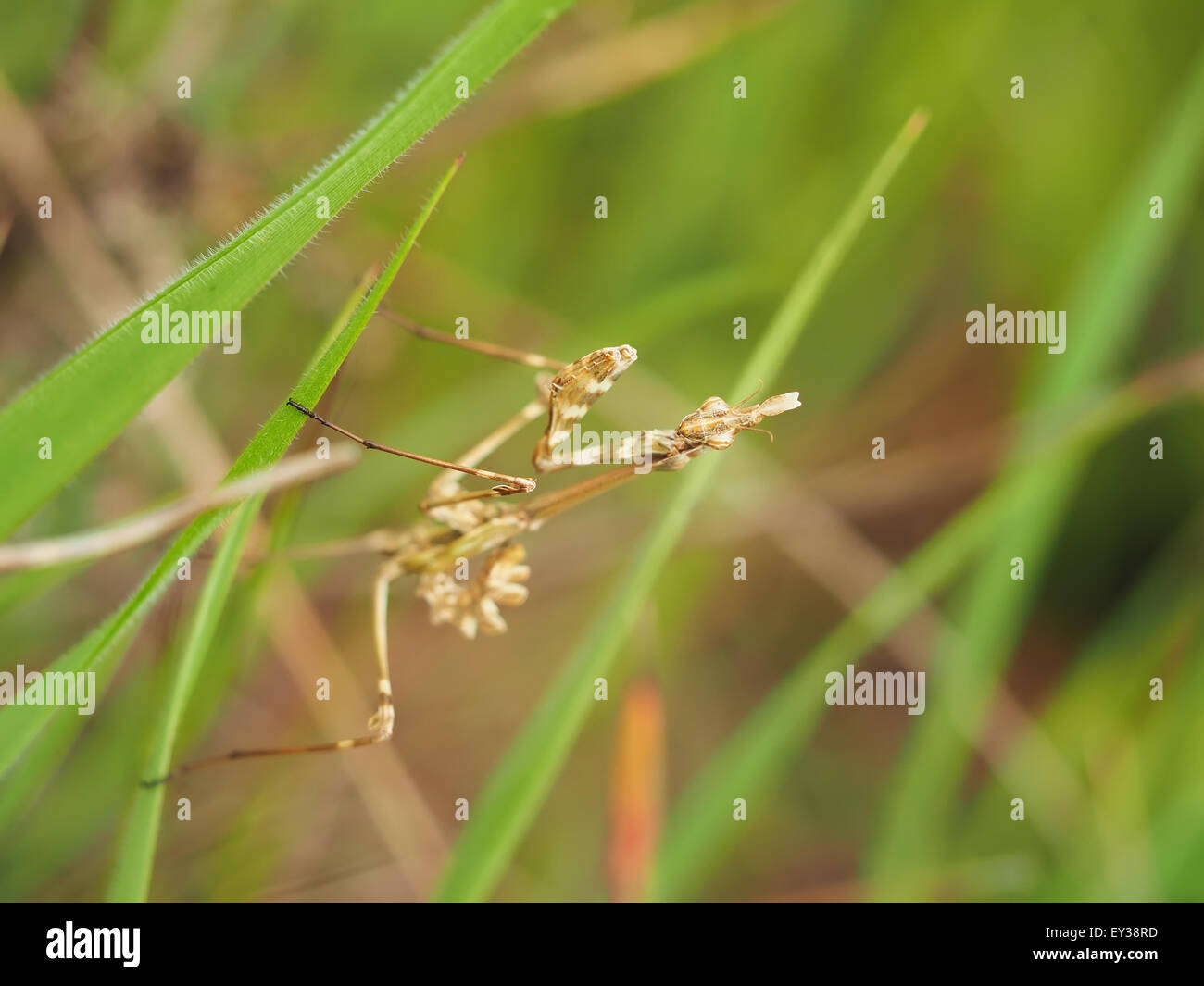 Mantis floral hi-res stock photography and images - Alamy