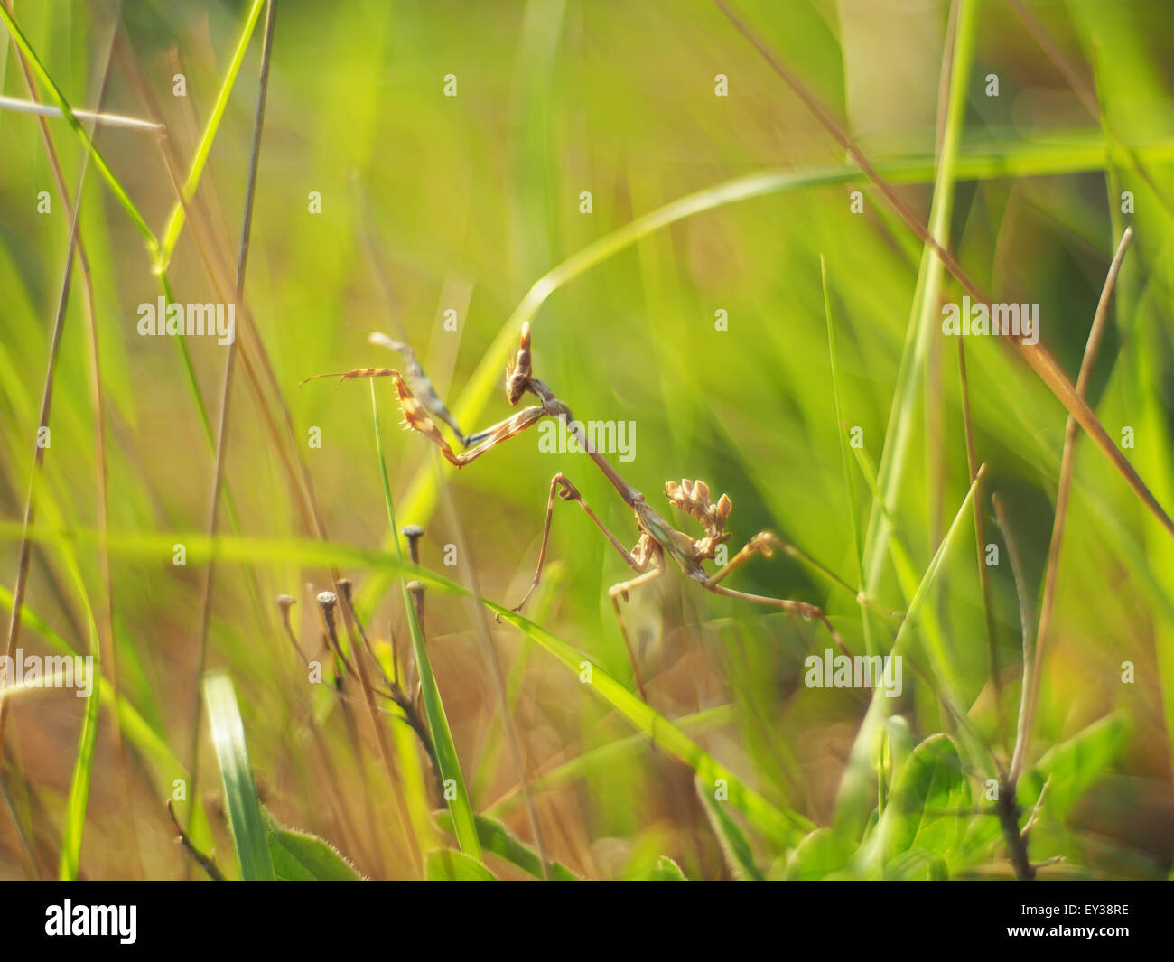 mantis in the grass Stock Photo - Alamy