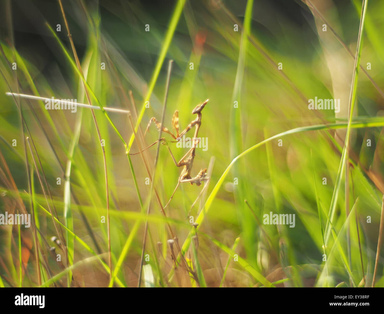mantis in the grass Stock Photo - Alamy
