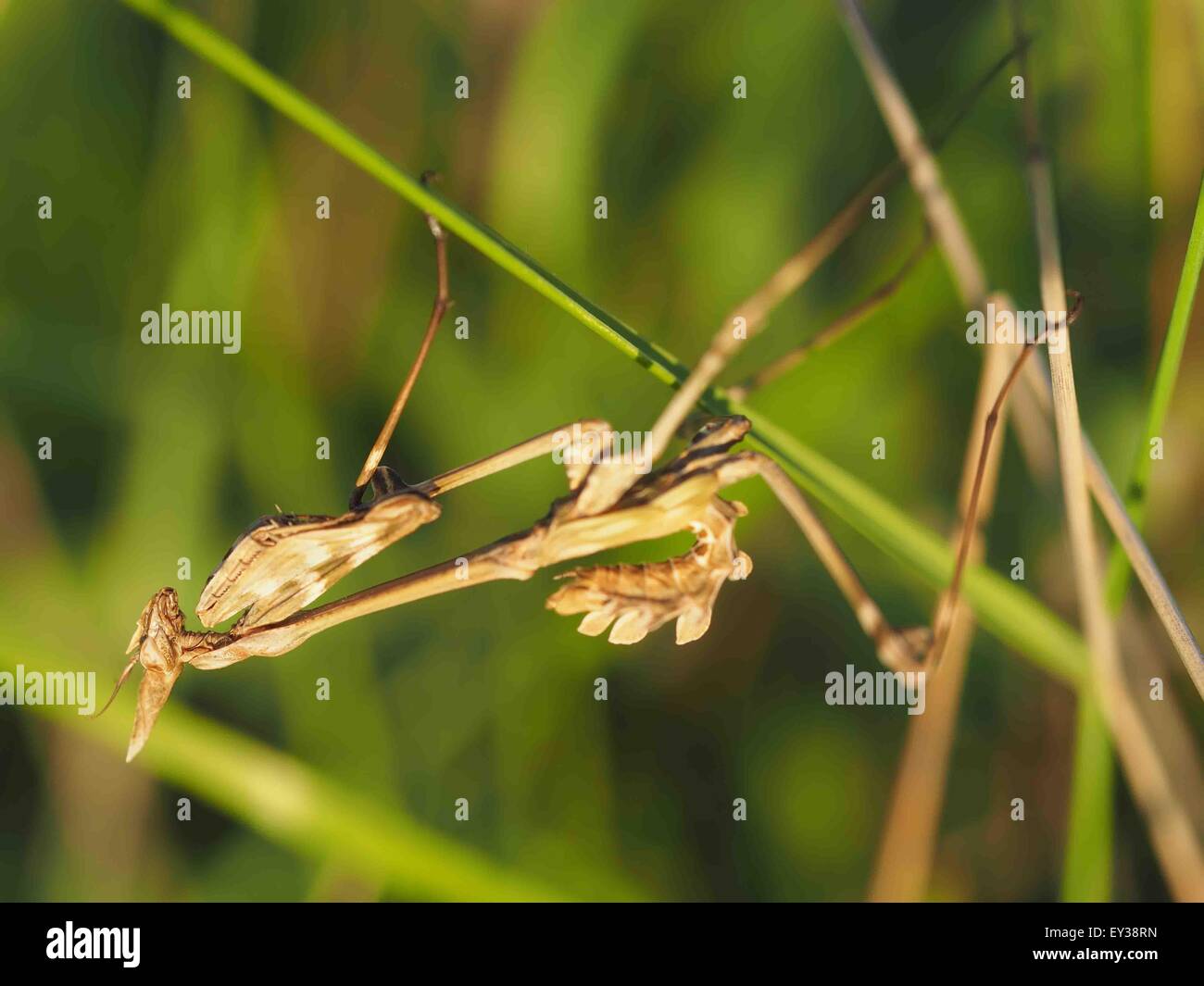 mantis in the grass Stock Photo - Alamy