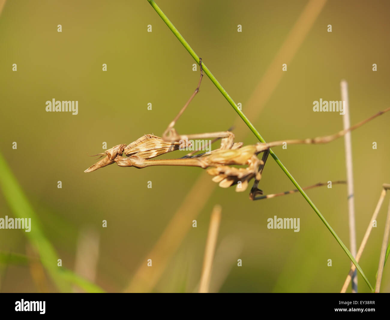 mantis in the grass Stock Photo - Alamy