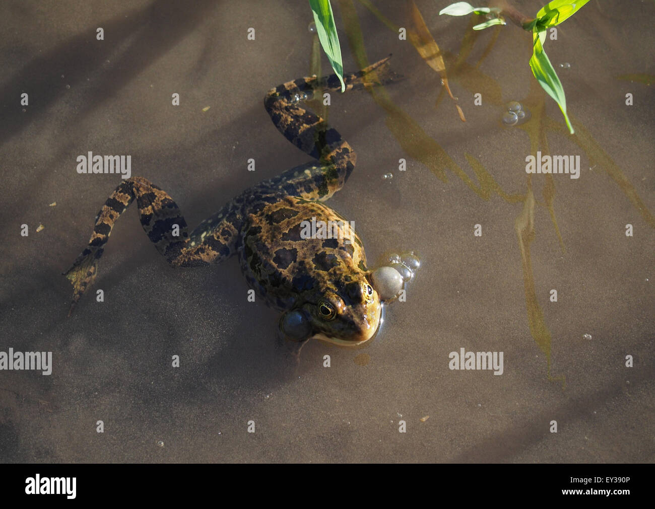 frog in pond Stock Photo - Alamy