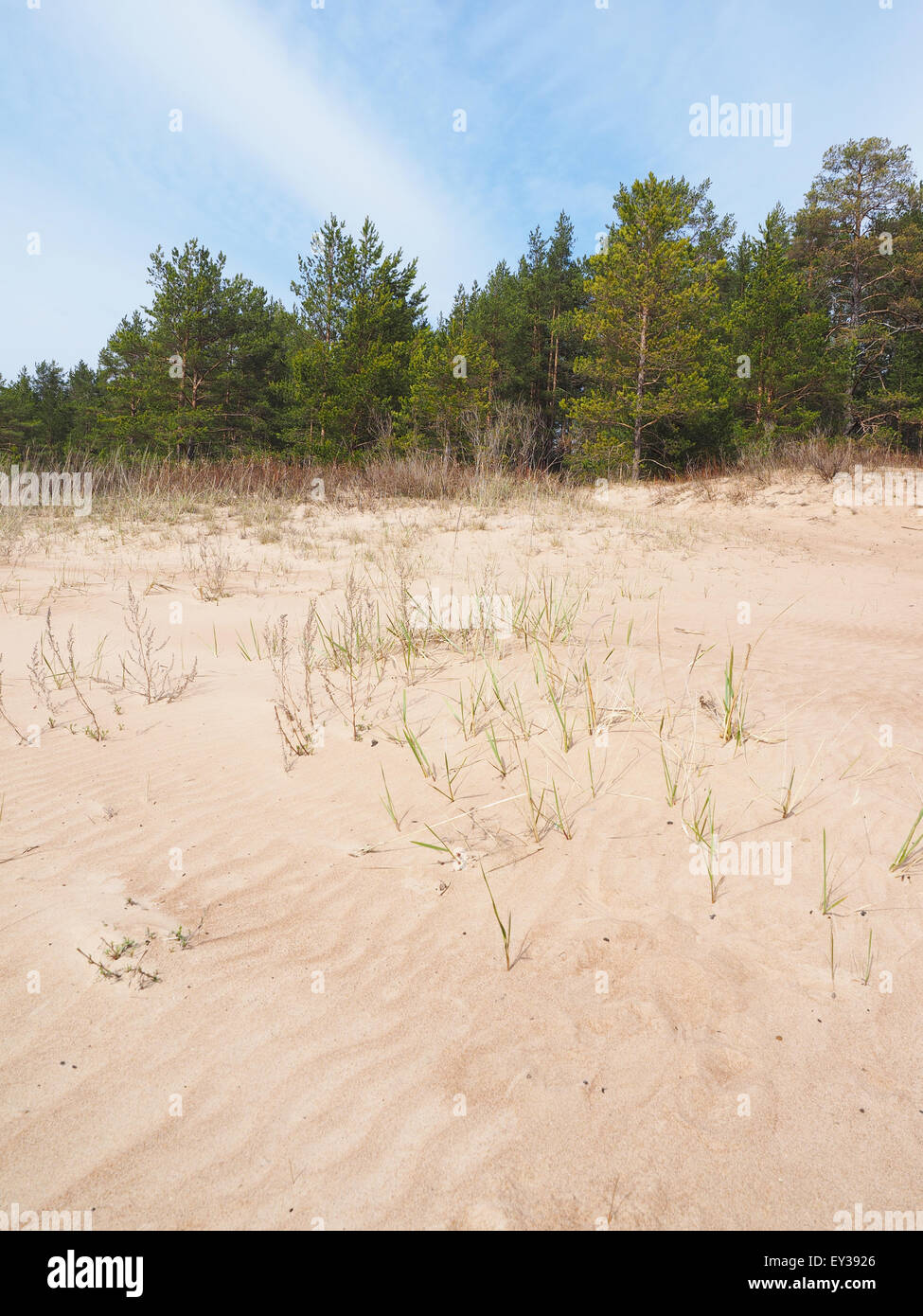 Forest on sand hi-res stock photography and images - Alamy