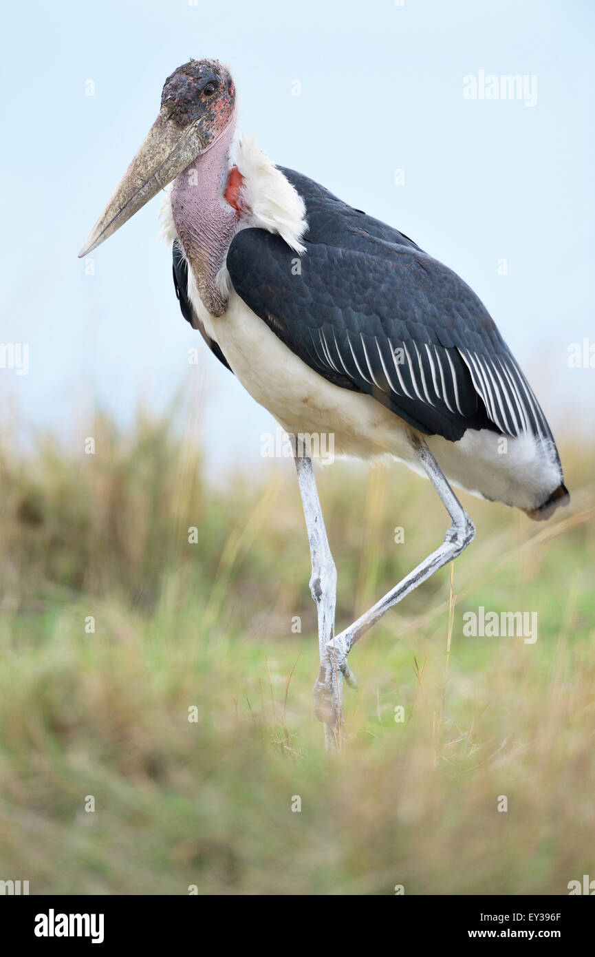 Marabou Stork (Leptopilos crumeniferus), Maasai Mara National Reserve, Kenya Stock Photo - Alamy