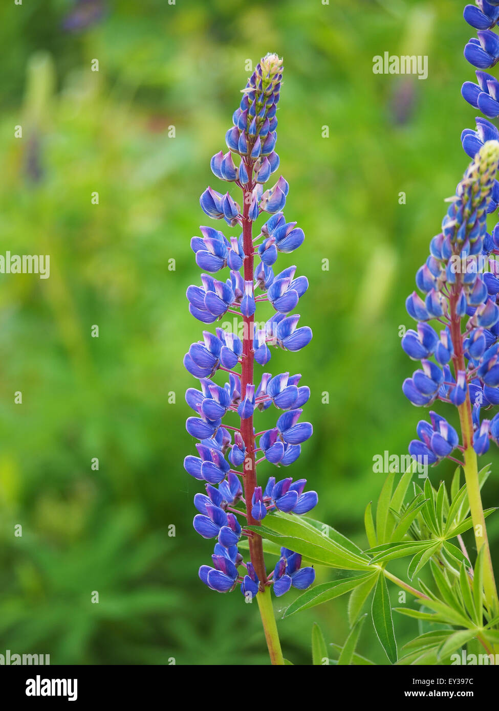 Lupine flower field hi-res stock photography and images - Alamy