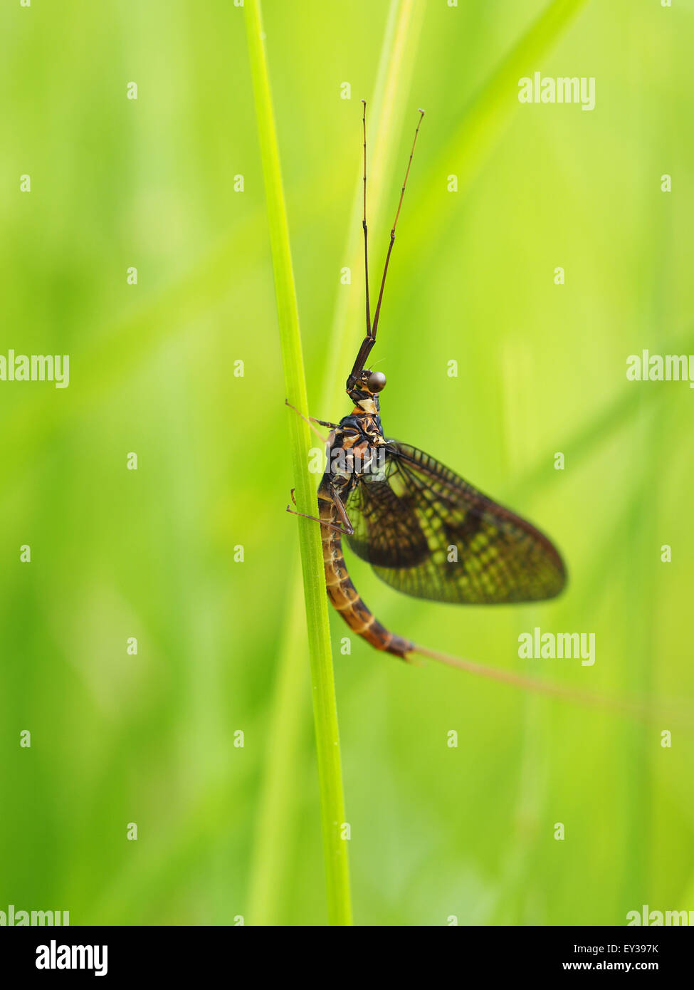 ephemera in the grass Stock Photo - Alamy