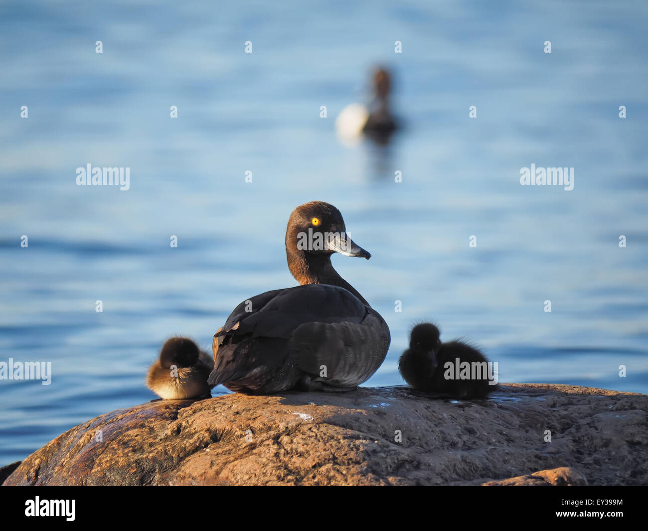 Female duck child ducklings hi-res stock photography and images - Alamy