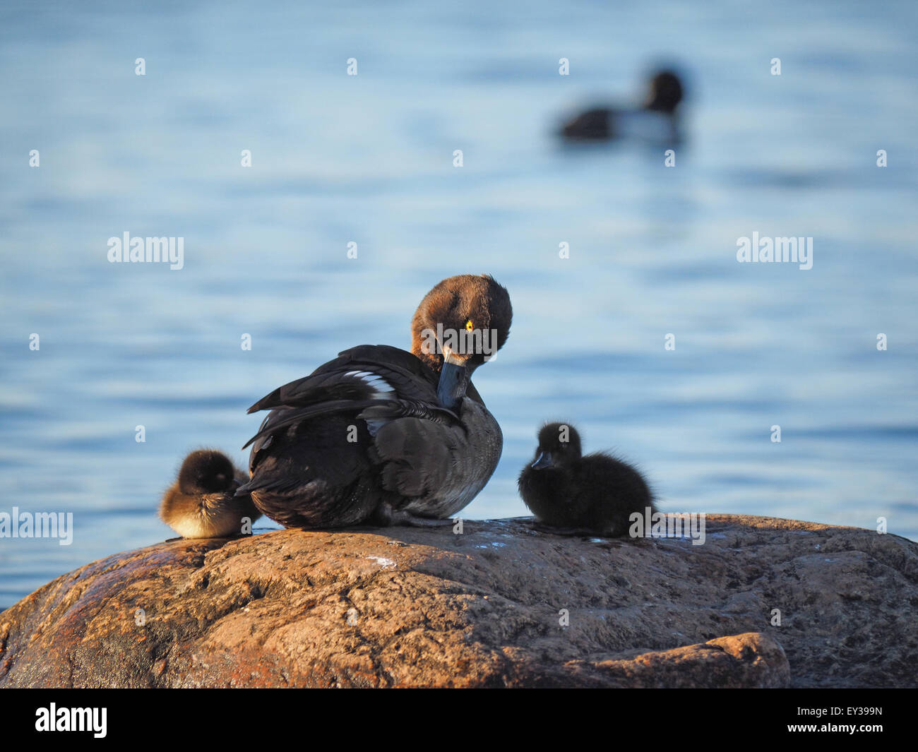 Female duck child ducklings hi-res stock photography and images - Alamy