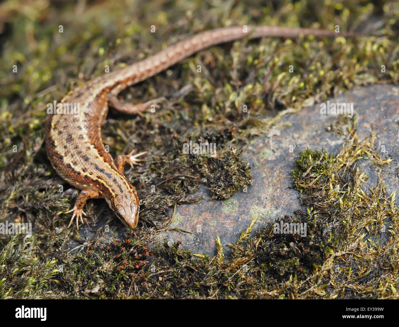 Lizard in the forest Stock Photo - Alamy