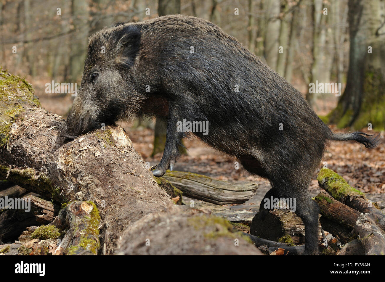 Wild Boar (Sus scrofa) foraging at a rotten tree trunk, captive, North ...