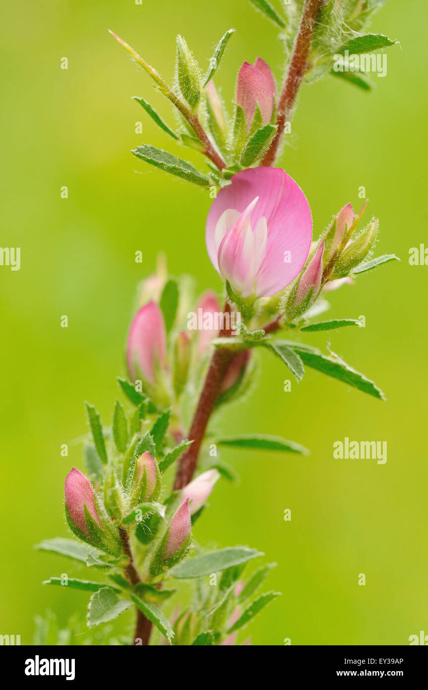 Spiny Restharrow (Ononis spinosa), inflorescence, North Rhine ...