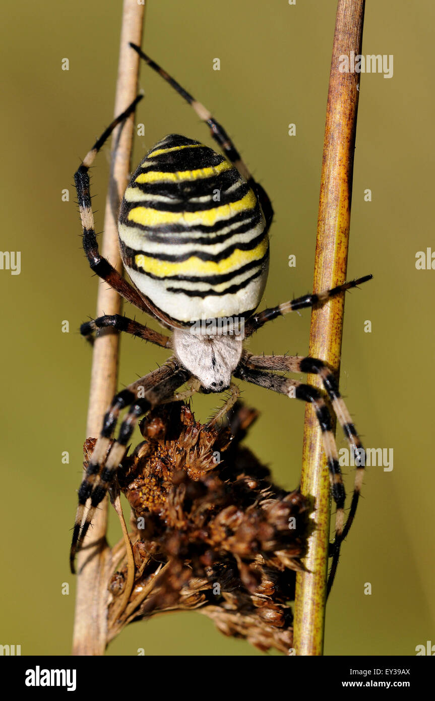 Compact spider hi-res stock photography and images - Alamy