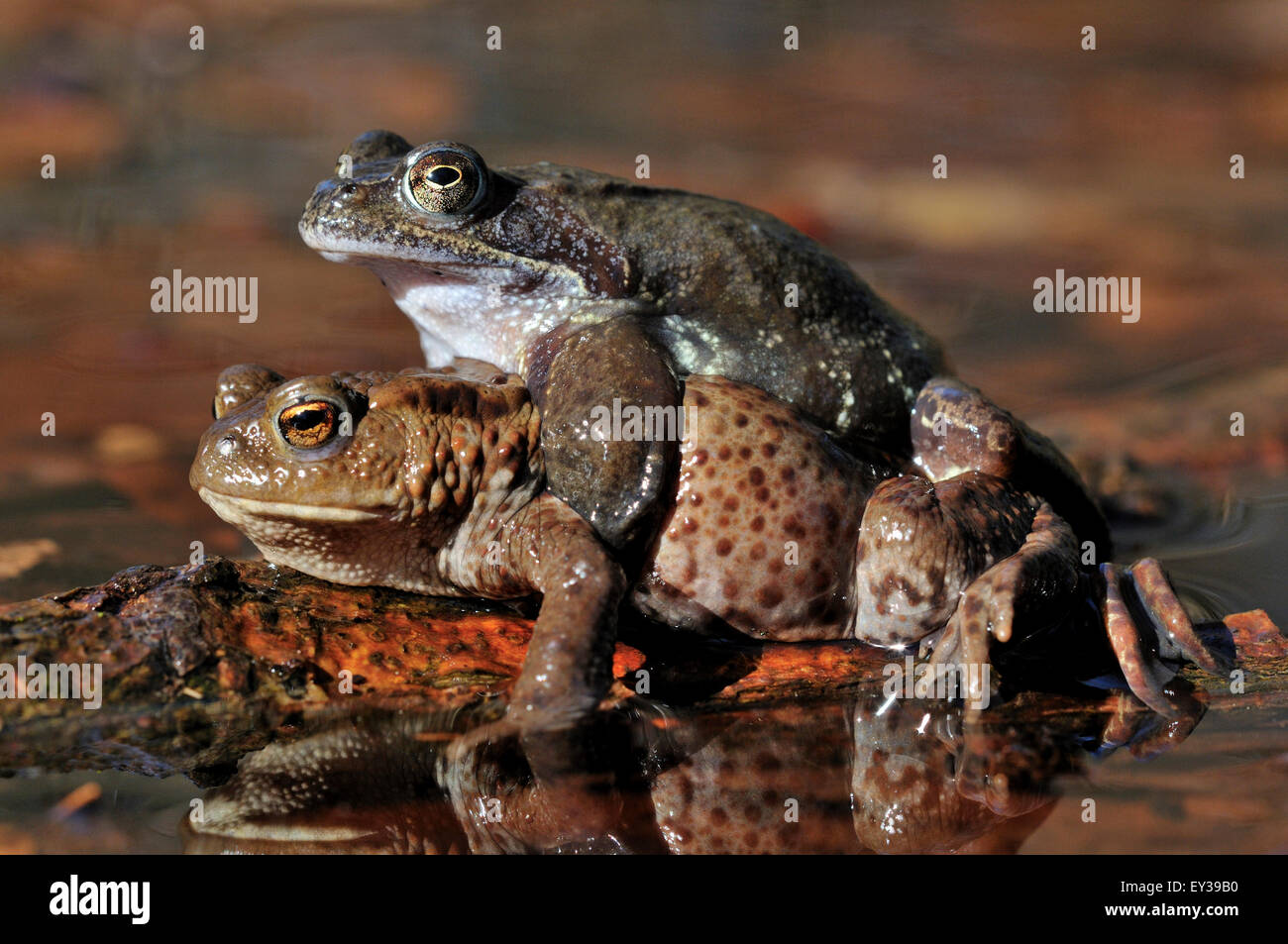 Common Toad (Bufo bufo) in amplexus with a Common Frog (Rana temporaria ...