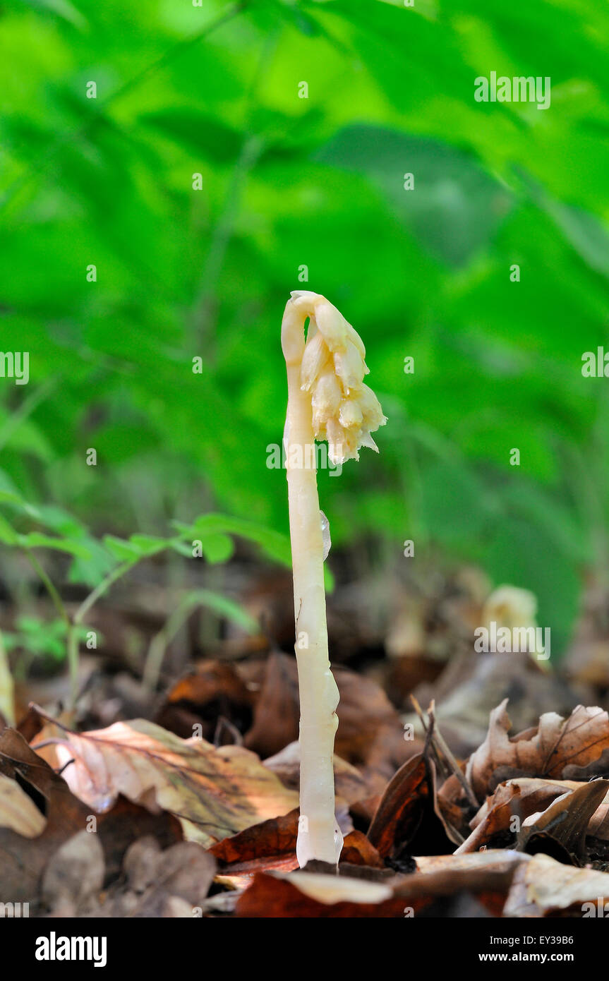 Monotropa hi-res stock photography and images - Alamy