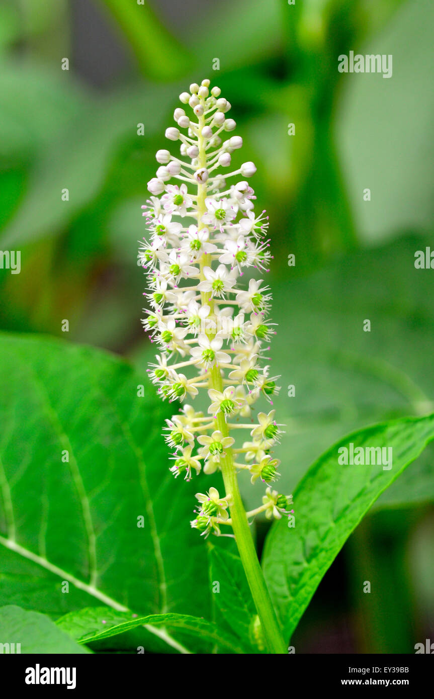 Indian Poke (Phytolacca acinosa), inflorescence, North Rhine-Westphalia ...
