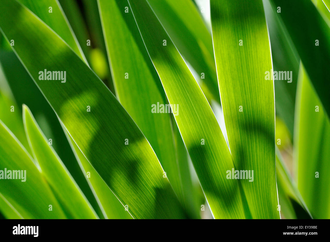Iris leaves hi-res stock photography and images - Alamy
