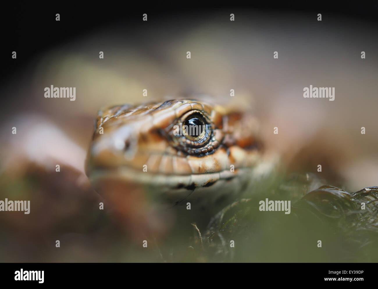 Lizard in the forest Stock Photo - Alamy