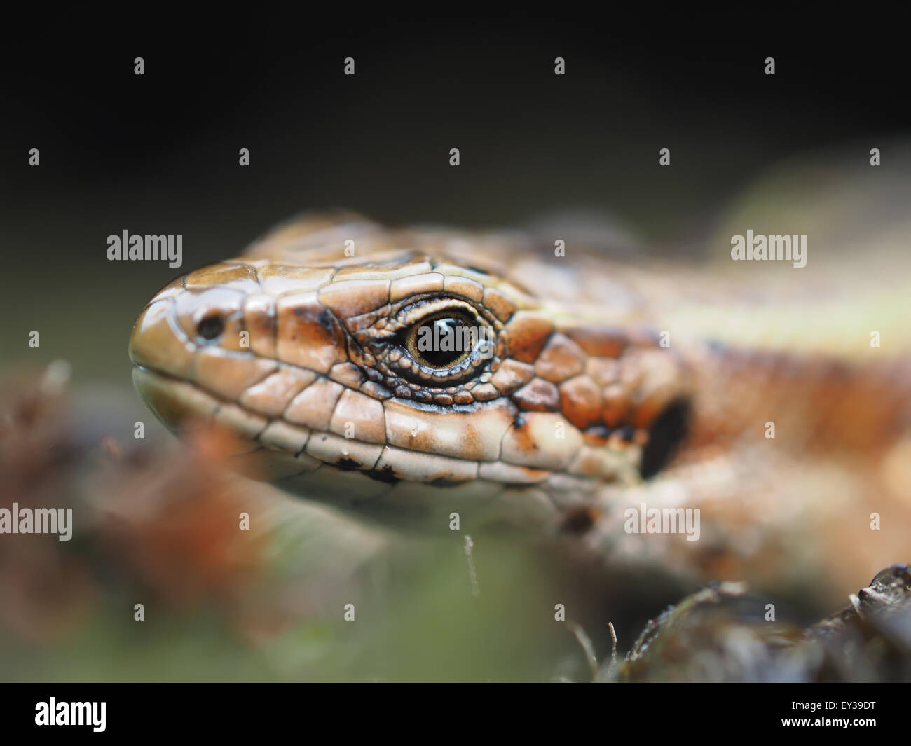 Lizard in the forest Stock Photo - Alamy