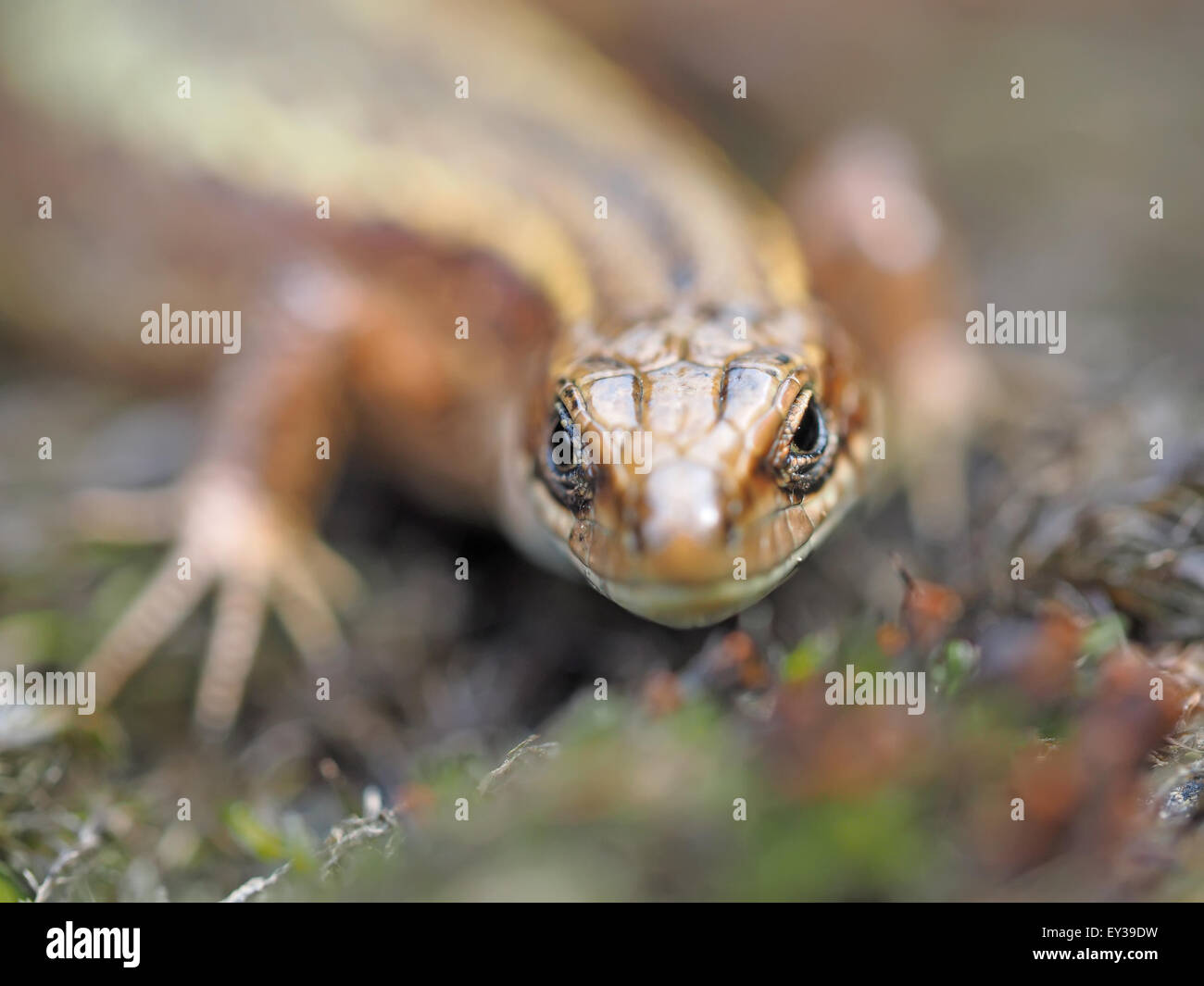 Lizard in the forest Stock Photo - Alamy