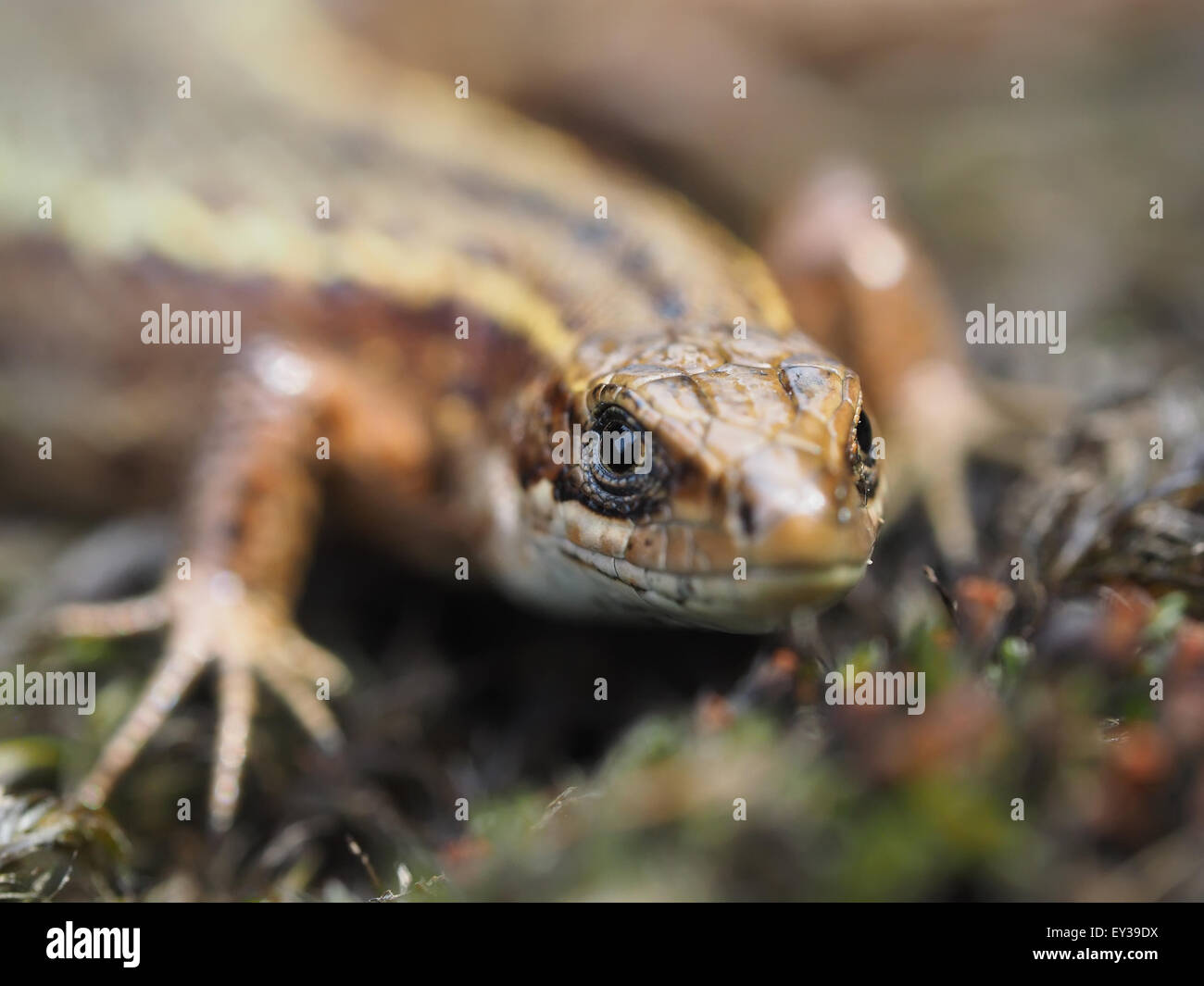 Lizard in the forest Stock Photo - Alamy