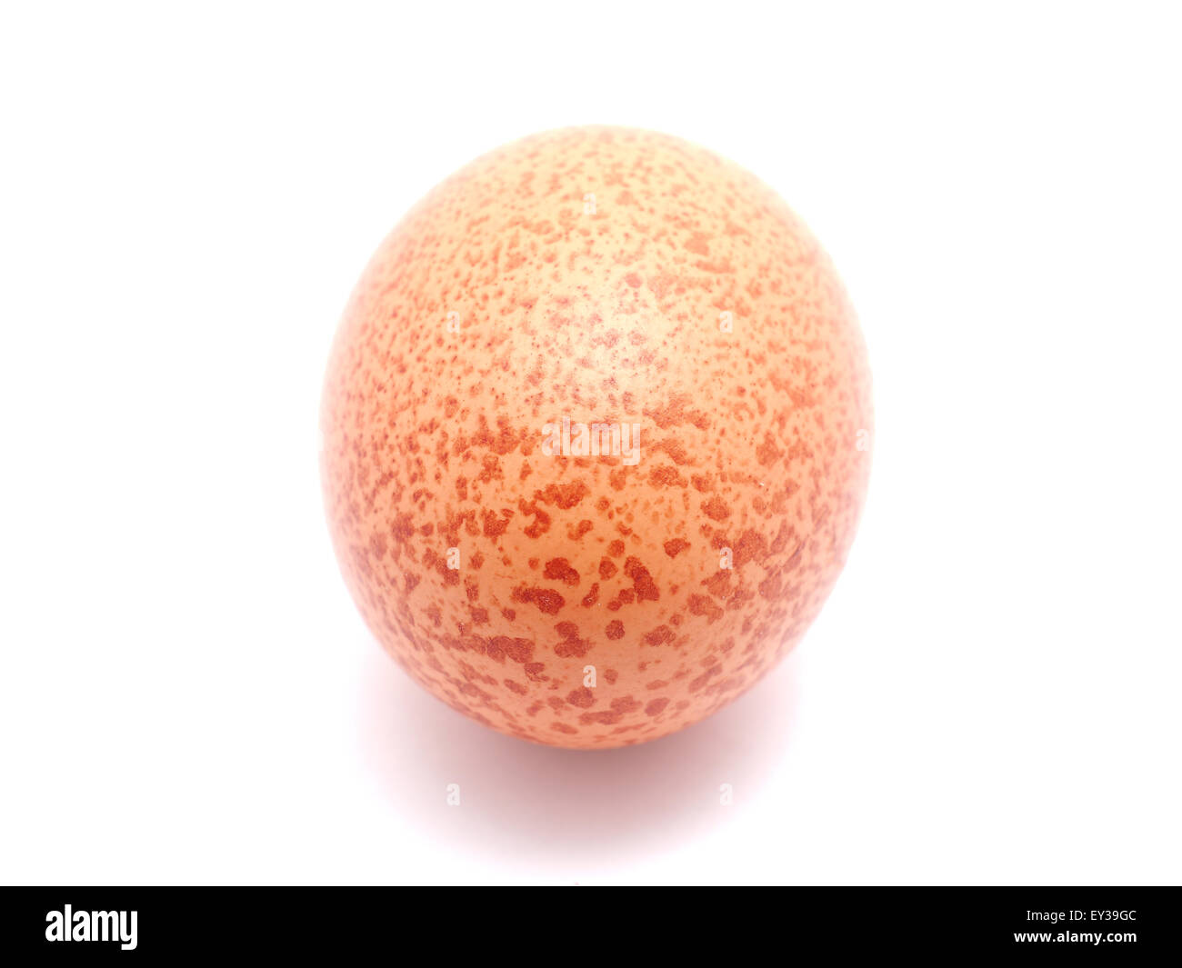 egg on a white background Stock Photo - Alamy