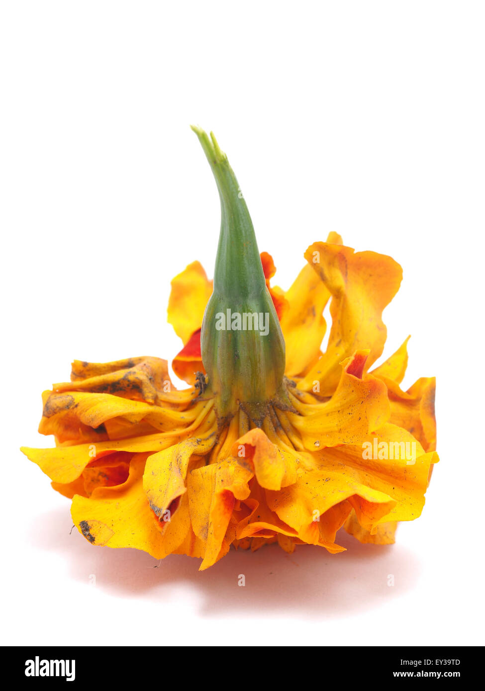 Marigold on a white background Stock Photo - Alamy
