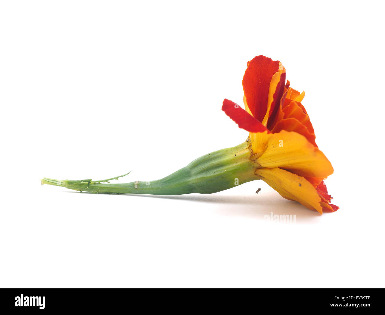 Marigold on a white background Stock Photo - Alamy