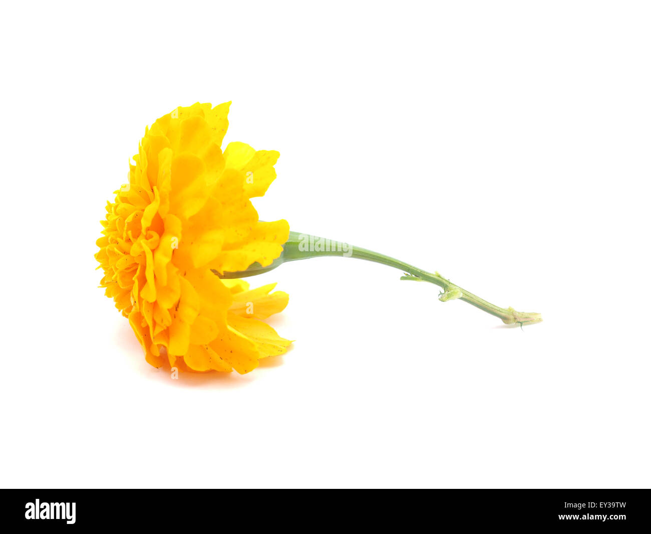 Marigold on a white background Stock Photo - Alamy