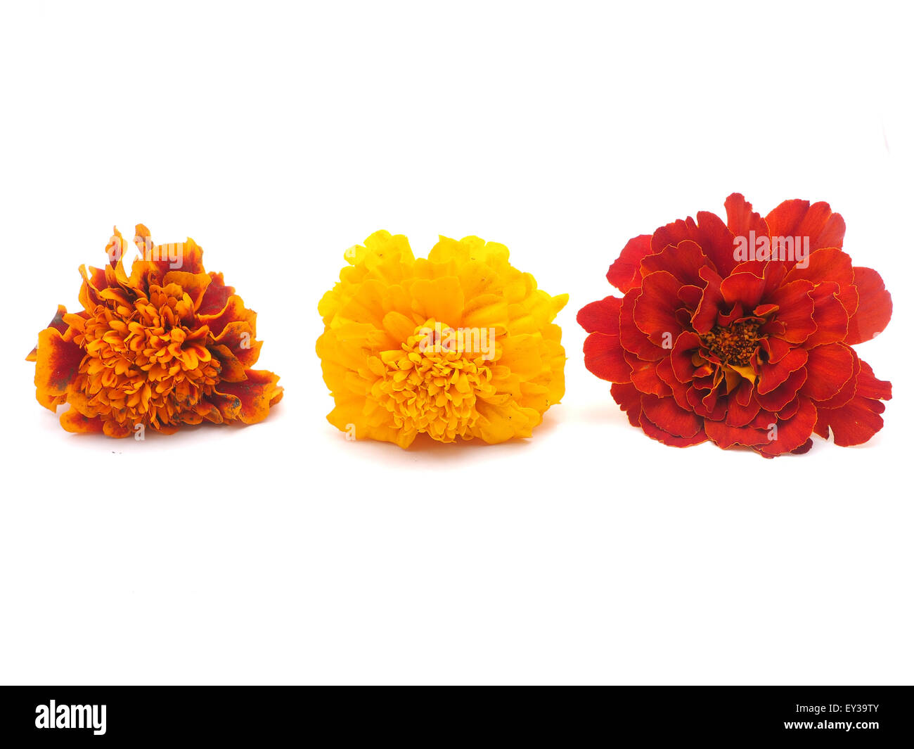 Marigold on a white background Stock Photo - Alamy