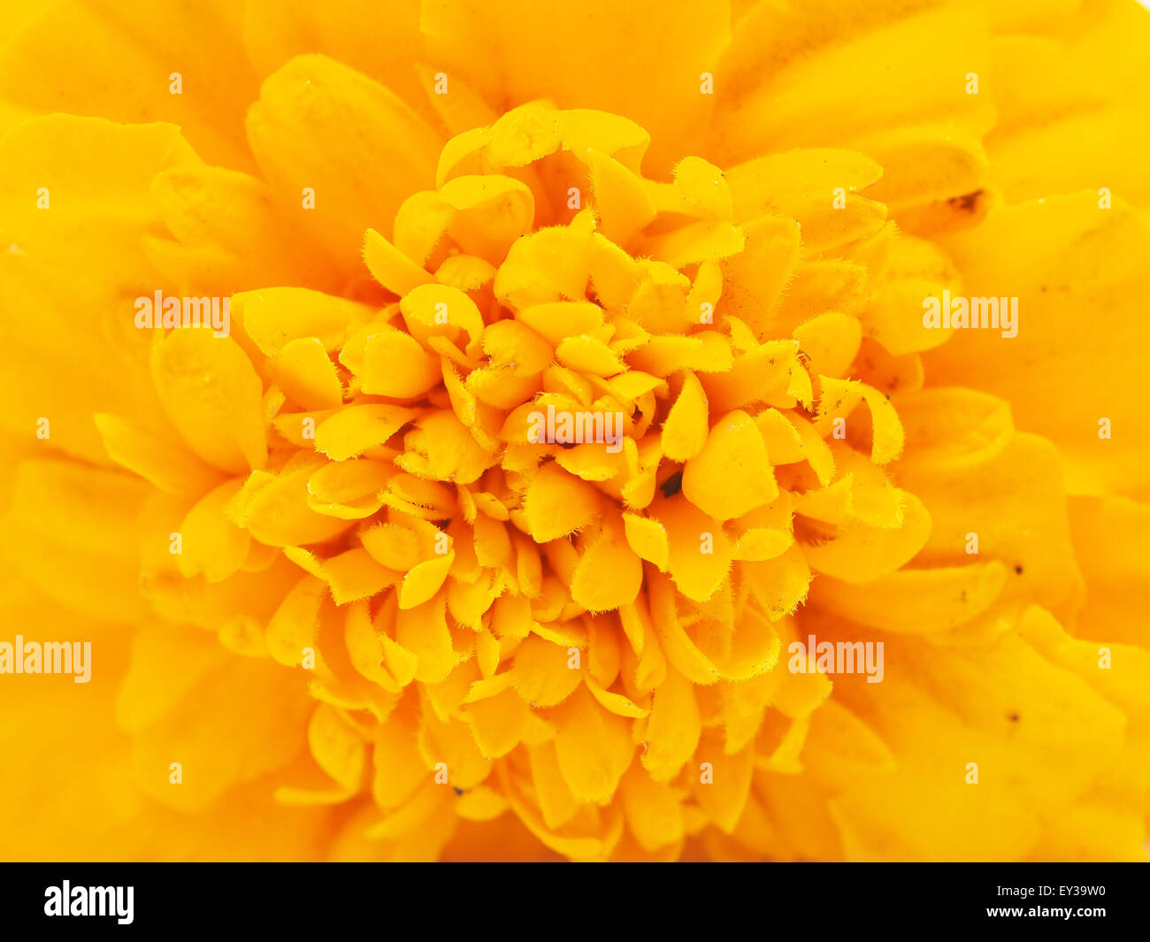 French marigold texture hi-res stock photography and images - Alamy