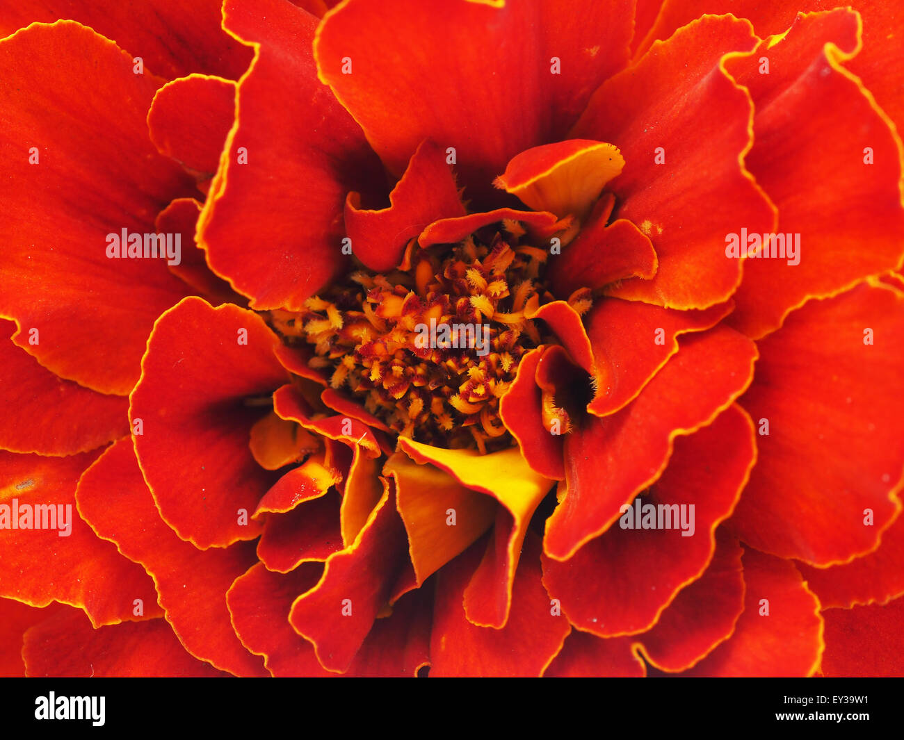 French marigold texture hi-res stock photography and images - Alamy