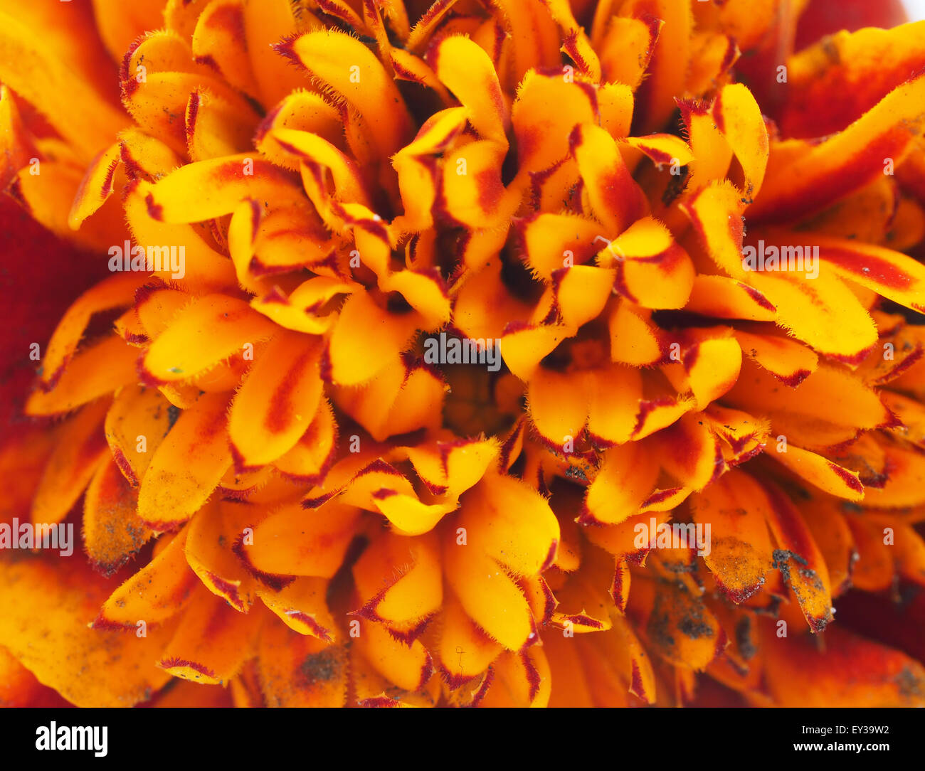 French marigold texture hi-res stock photography and images - Alamy