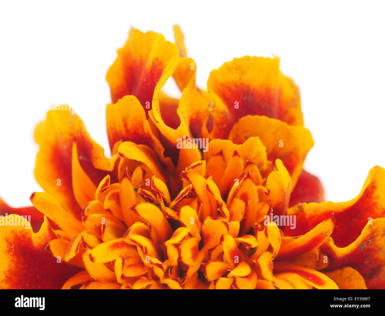 Marigold on a white background Stock Photo - Alamy