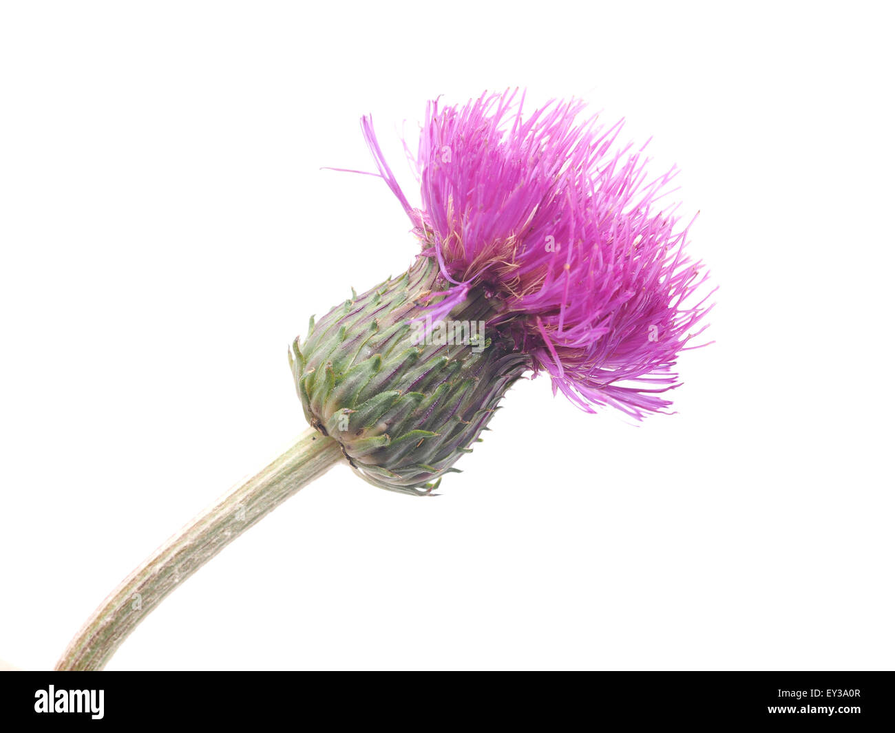 Wild flowers thistle on Cut Out Stock Images & Pictures - Alamy