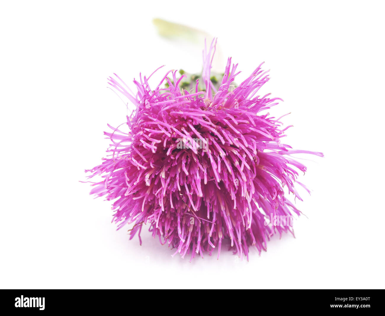 Pink thistle Cut Out Stock Images & Pictures - Alamy